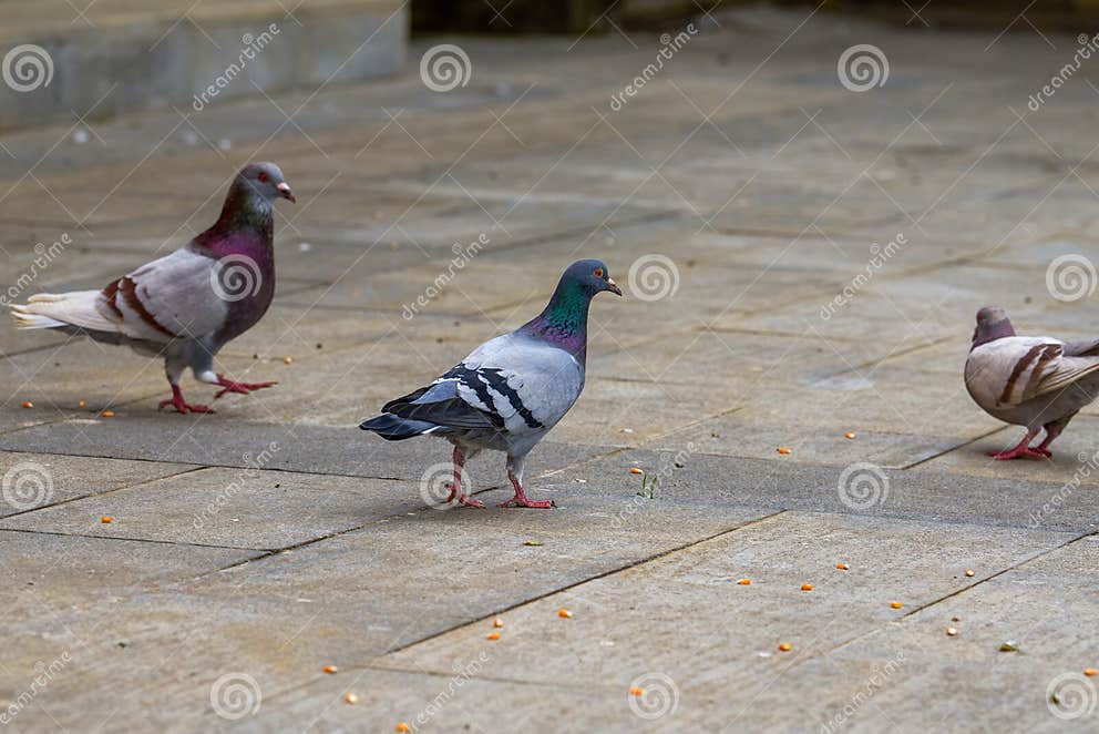 Close-up of Pigeons Playing on the Square Stock Image - Image of ...