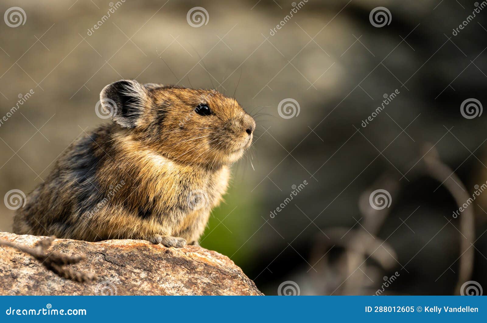 Close Up of Pika Sitting on Rock Looking Right Stock Image - Image of ...