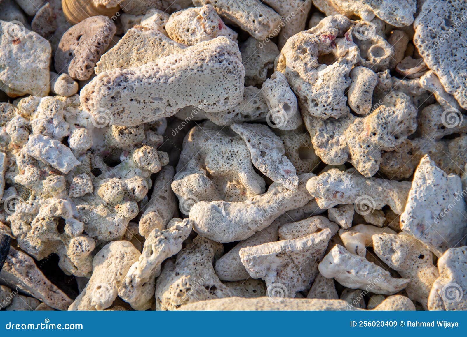 Close-up of a Pile of Coral Reefs Stock Image - Image of coral, plant ...
