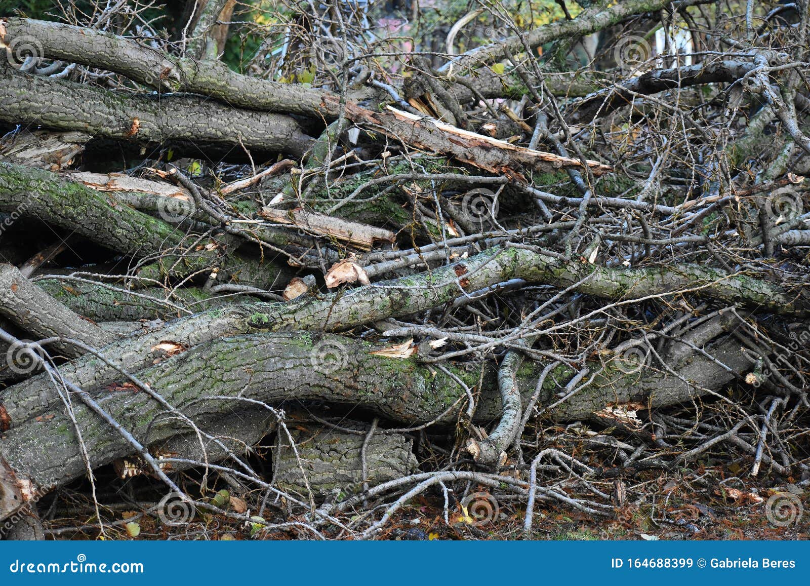 Close Up of a Pile of Cut Down Tree Branches. Stock Image - Image of ...