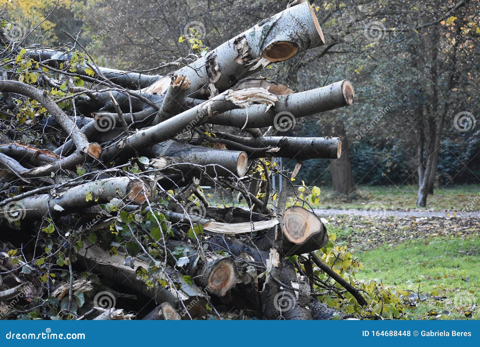 Close Up of a Pile of Cut Down Tree Branches. Stock Photo - Image of ...