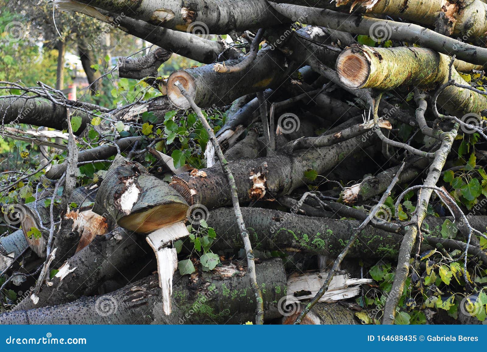 Close Up of a Pile of Cut Down Tree Branches. Stock Image - Image of ...