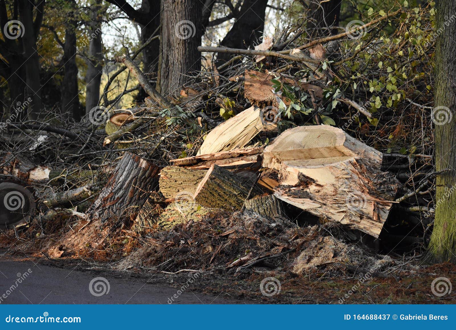 Close Up of a Pile of Cut Down Tree Branches. Stock Image - Image of ...