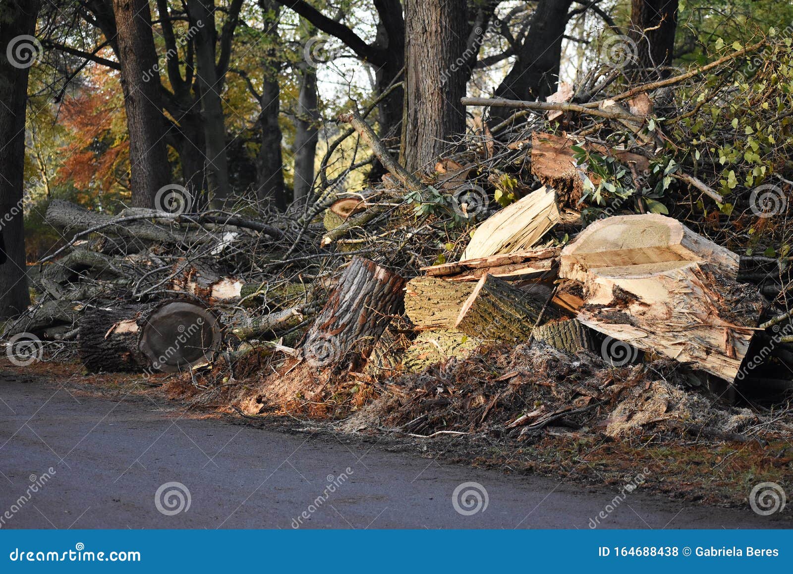 Close Up of a Pile of Cut Down Tree Branches. Stock Photo - Image of ...