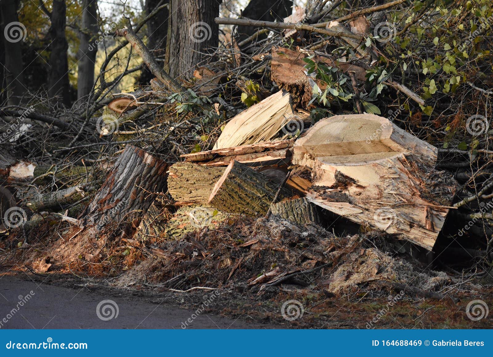 Close Up of a Pile of Cut Down Tree Branches. Stock Image - Image of ...