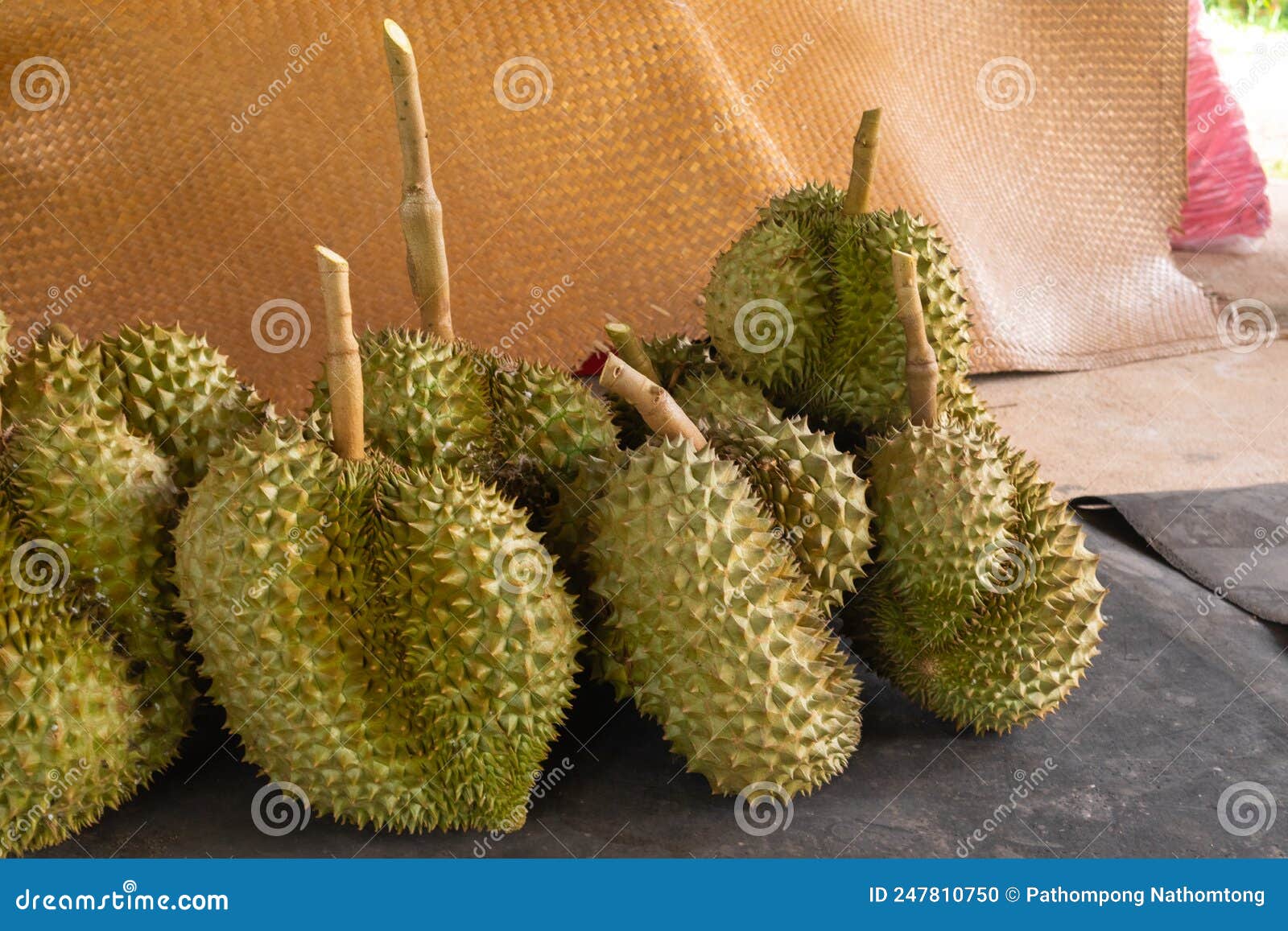 Pile Fresh Durian Ready for Harvest Stock Photo - Image of garden, ripe ...