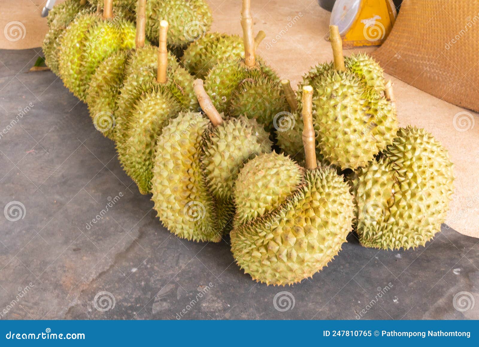 Pile Fresh Durian Ready for Harvest Stock Image - Image of farm, local ...