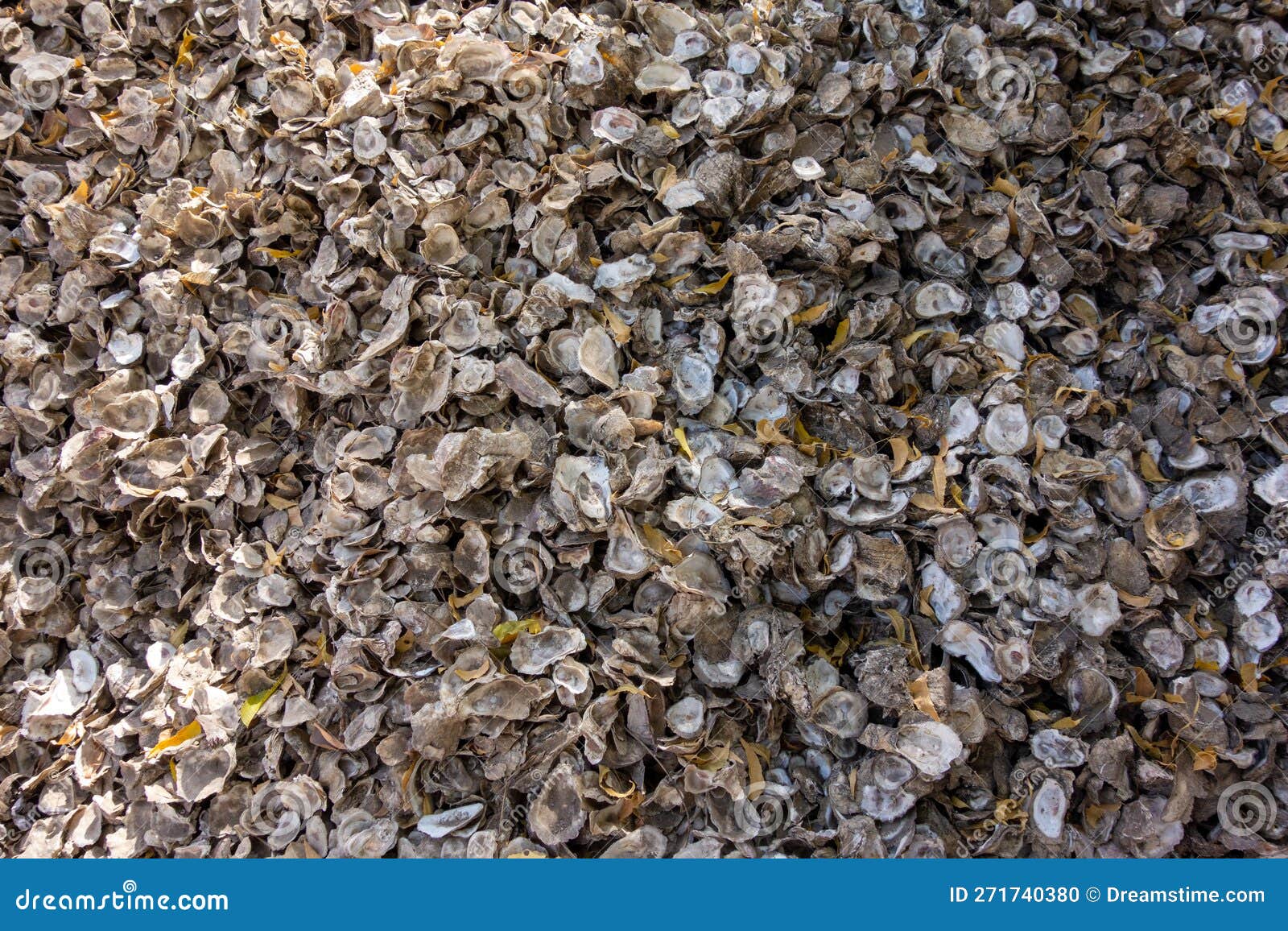Pile Of Oyster Shells Stock Image | CartoonDealer.com #43978375