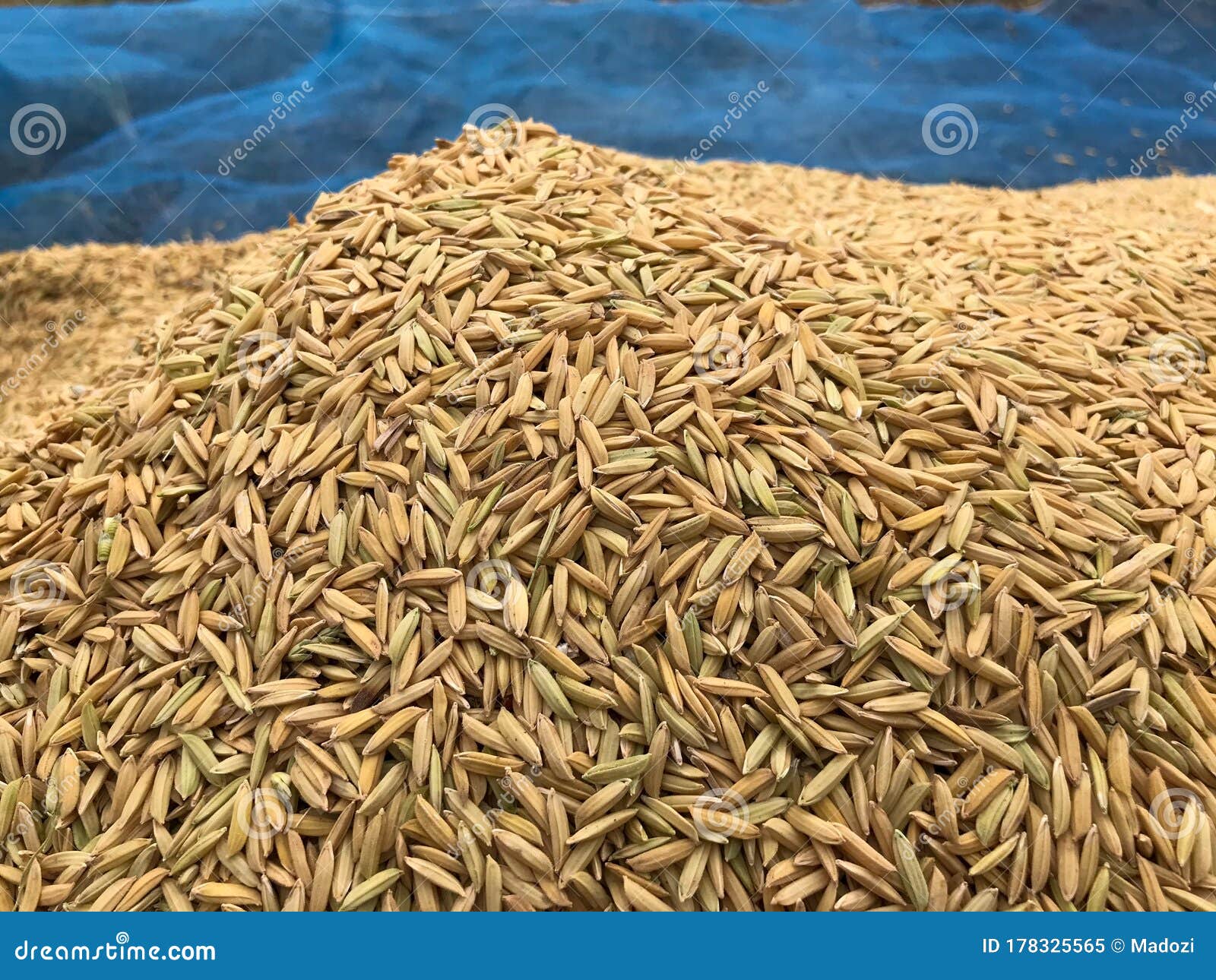 Close Up Pile of Paddy Rice Background Stock Image - Image of dryness ...