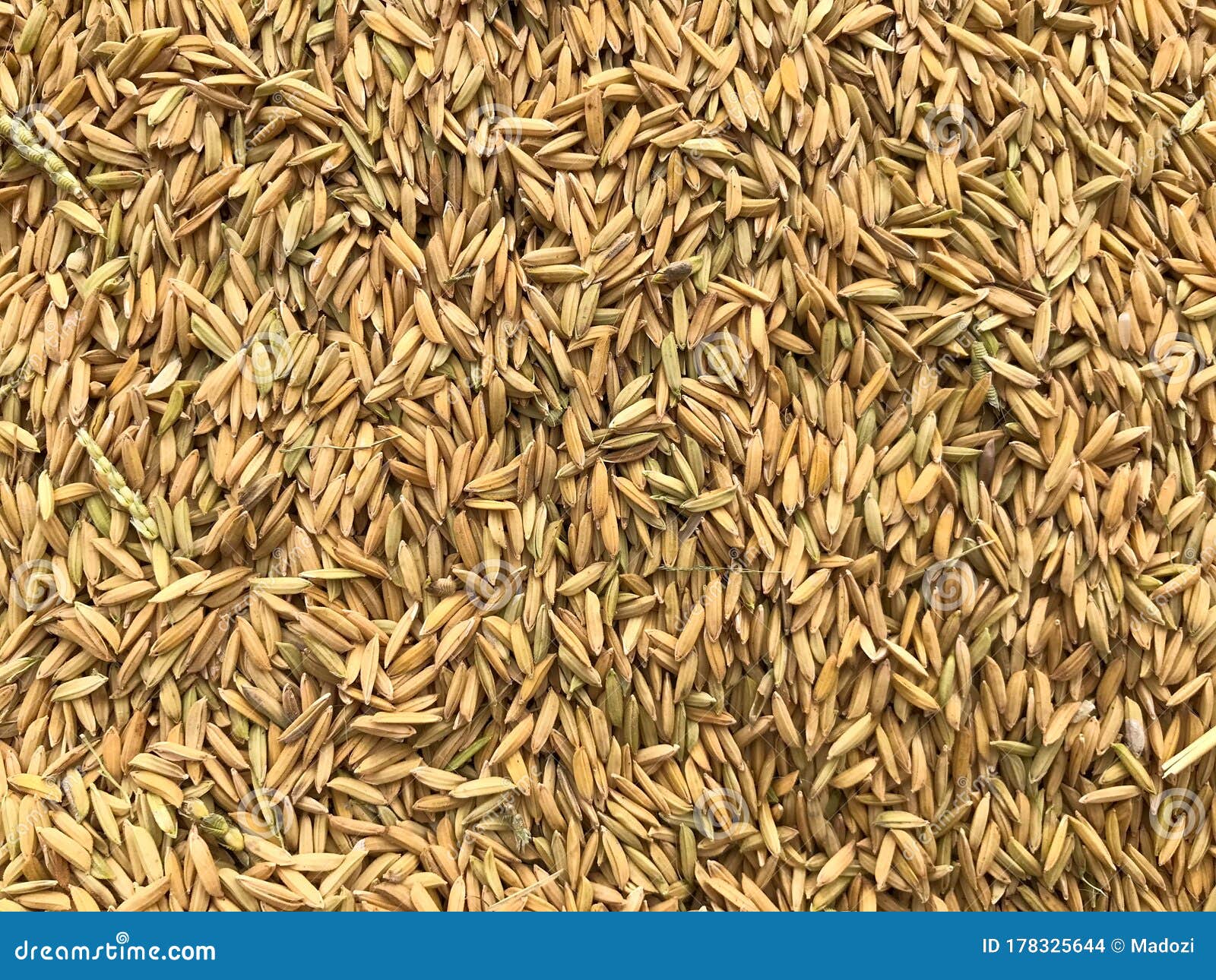 Pile Of Paddy Bundle On The Rice Field After Harvest Royalty-Free Stock ...