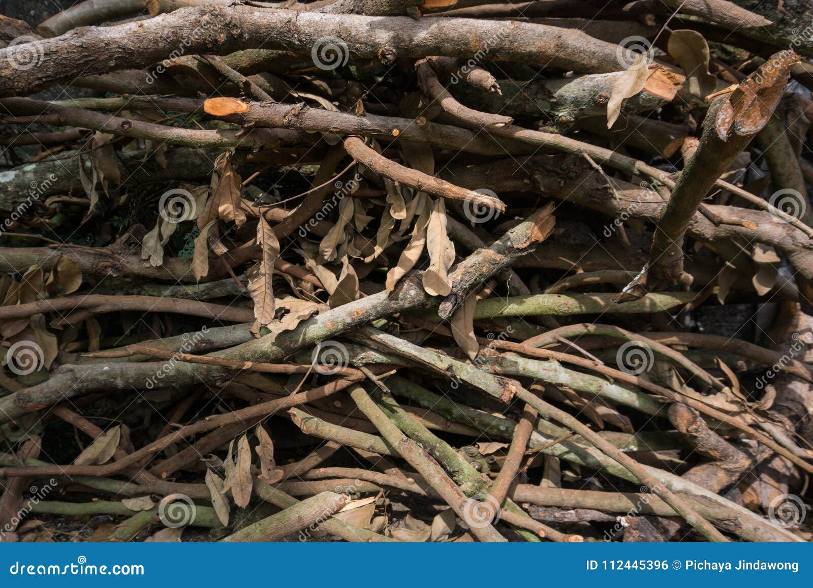 Close Up Pile of Tree Branches Stock Photo - Image of firewood, natural ...