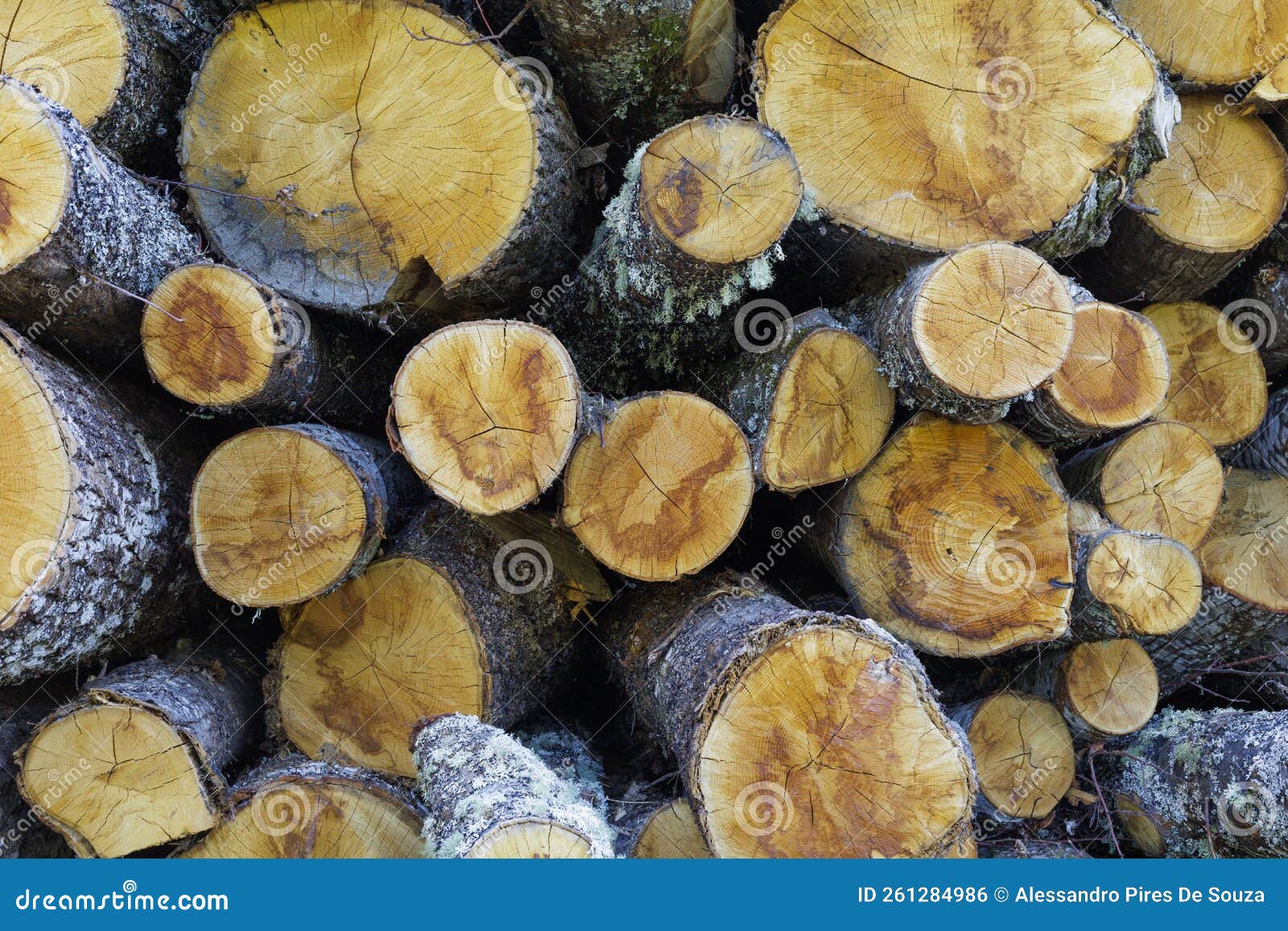 Detail of a Pile of Tree Trunks Recently Cut Down in a Forest of Europe ...