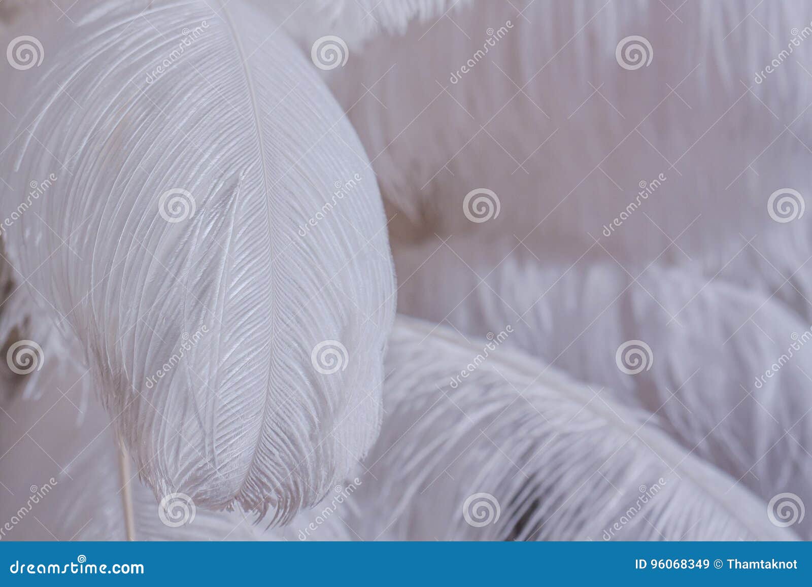 Close-Up of Pile of White Fluffy Feathers Stock Image - Image of beauty ...