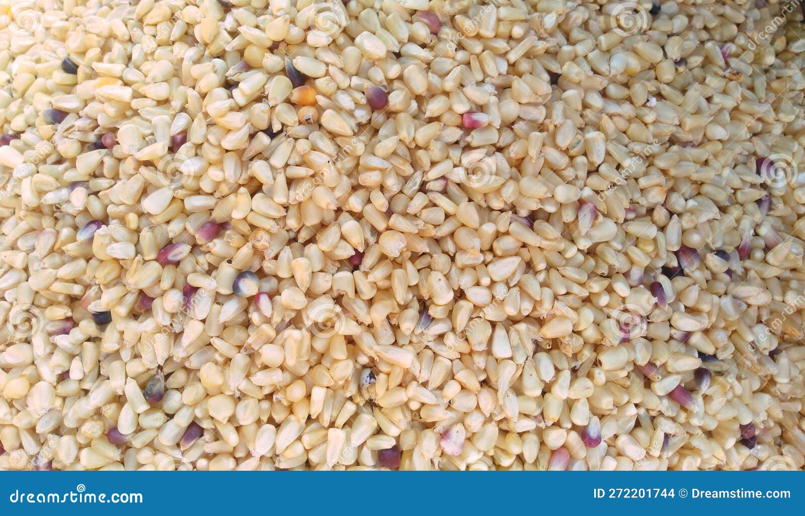 Yellow corn seed stock photo. Image of health, nature - 272201744