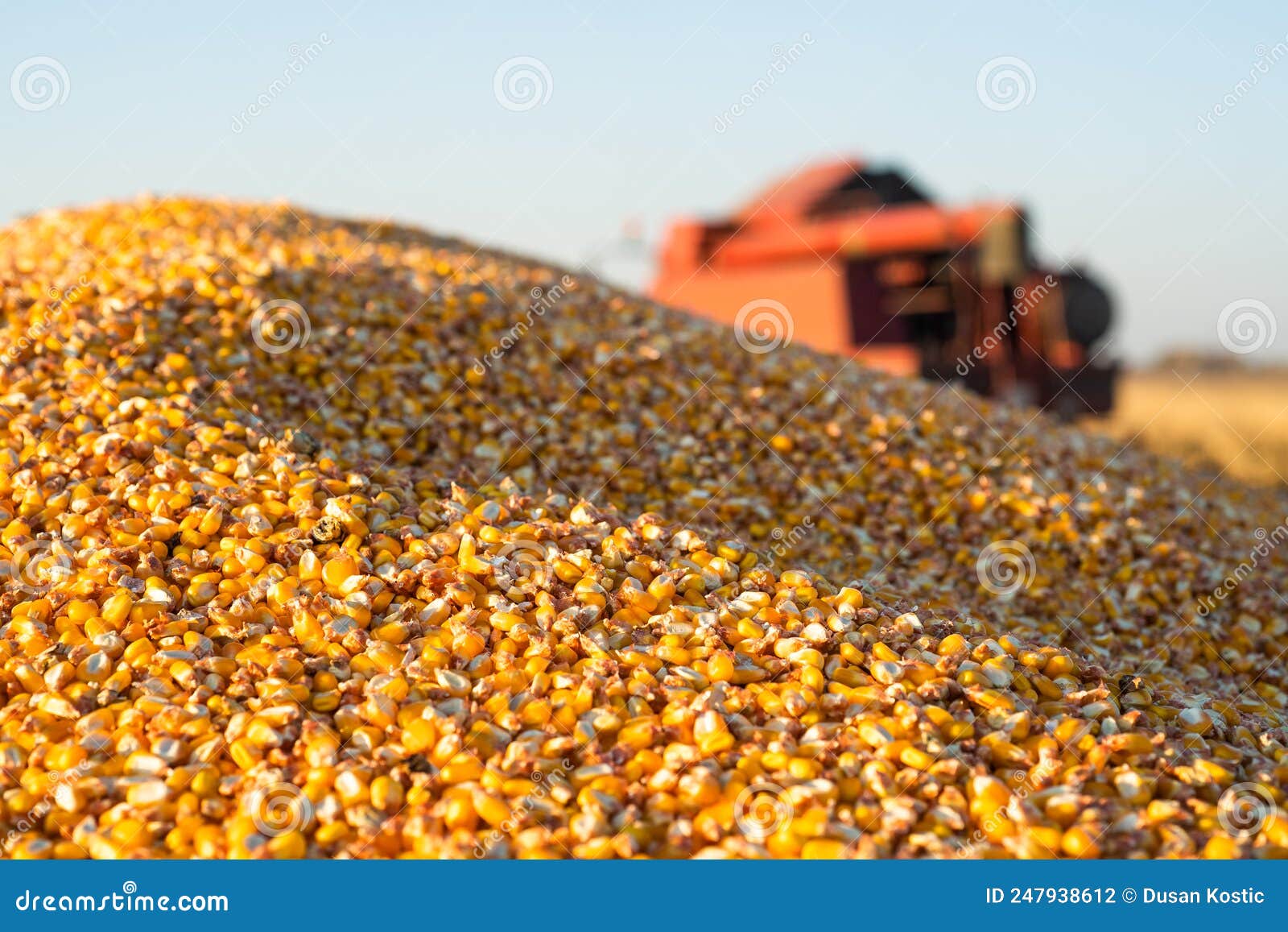 Close-up of a Pile of Yellow Seed Corn Stock Photo - Image of health ...