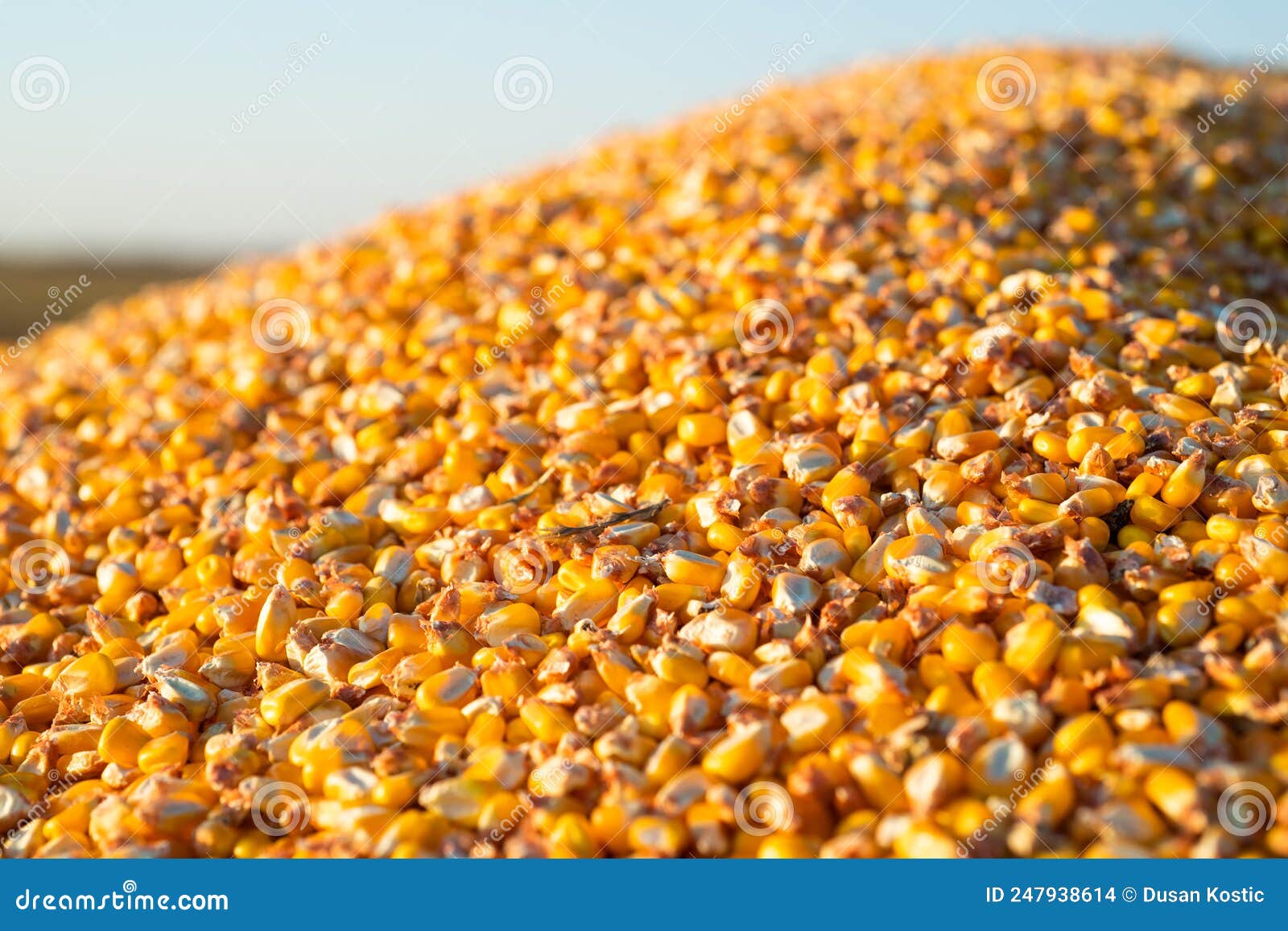 Close-up of a Pile of Yellow Seed Corn Stock Photo - Image of growth ...