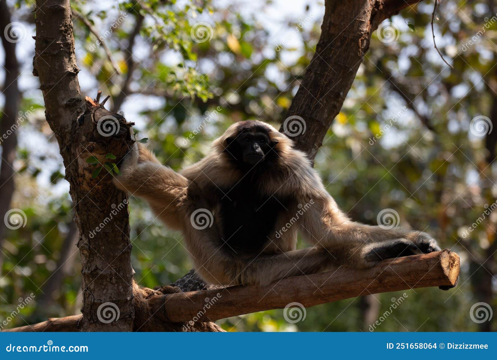 Close up Pileated gibbon stock photo. Image of mammal - 251658064