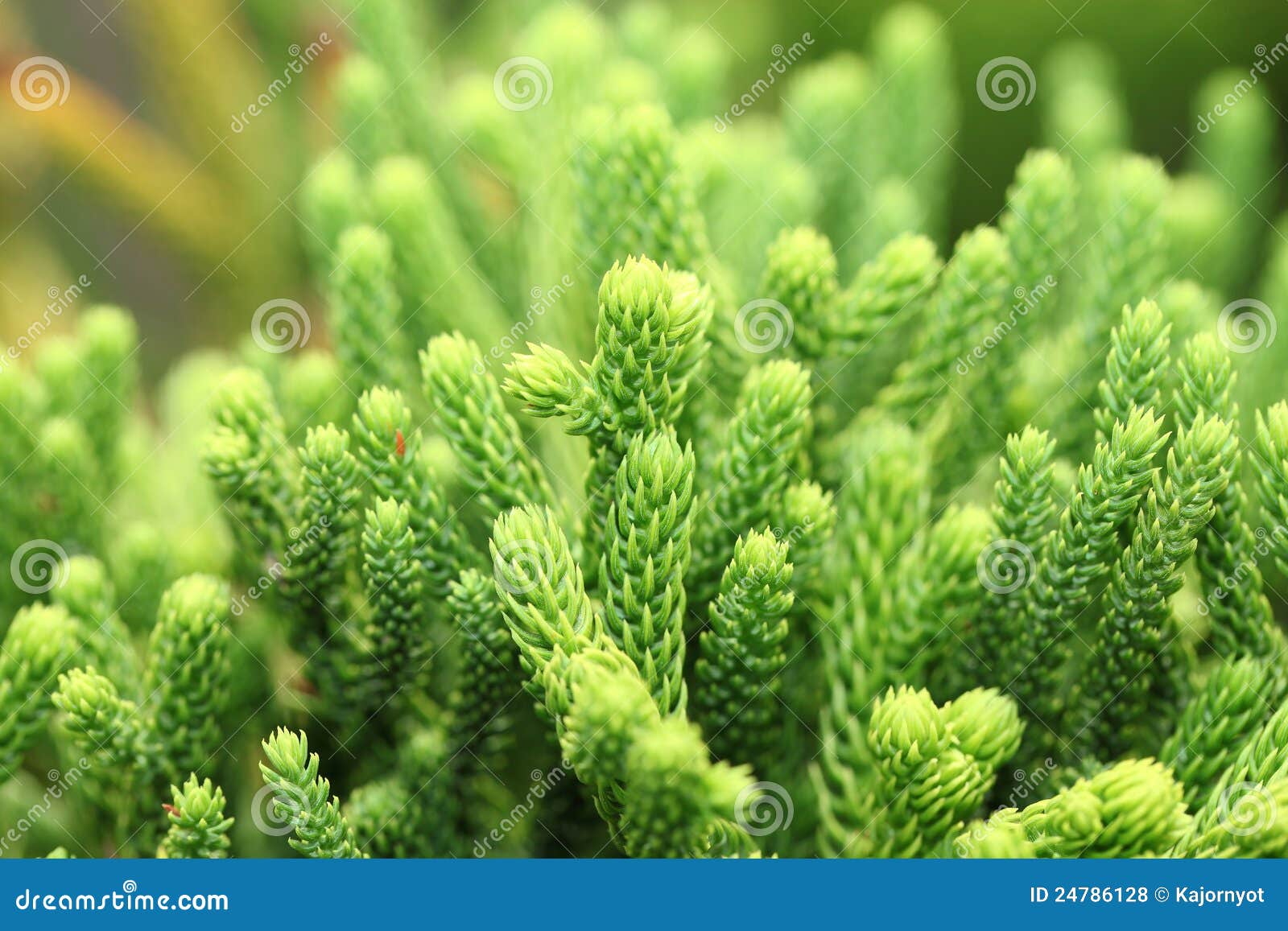 Close Up Pinaceae, Pinus Canariensis, Pine Tree Stock Photo - Image of ...