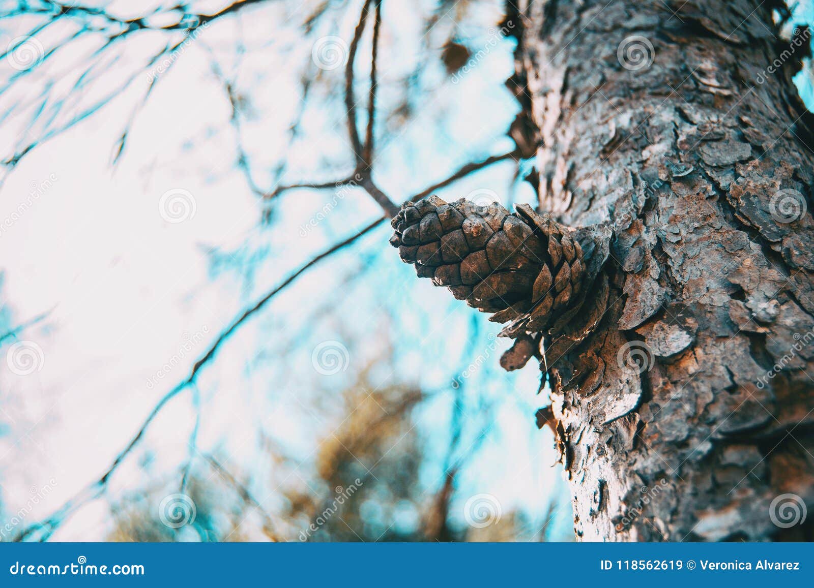 Close-up of a Pine Cone in the Bark of the Trunk Stock Image - Image of ...