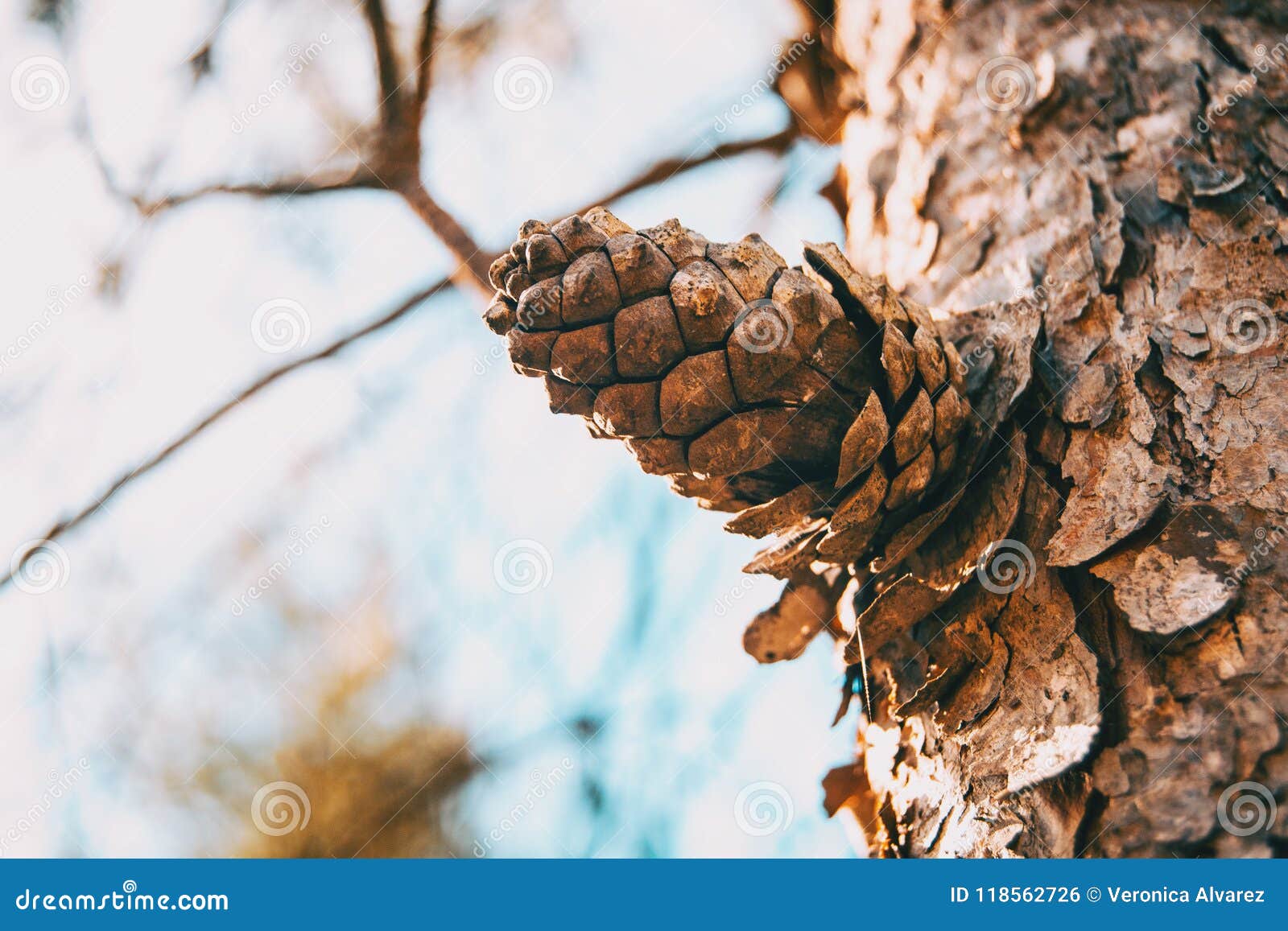 Close-up of a Pine Cone in the Bark of the Trunk Stock Photo - Image of ...