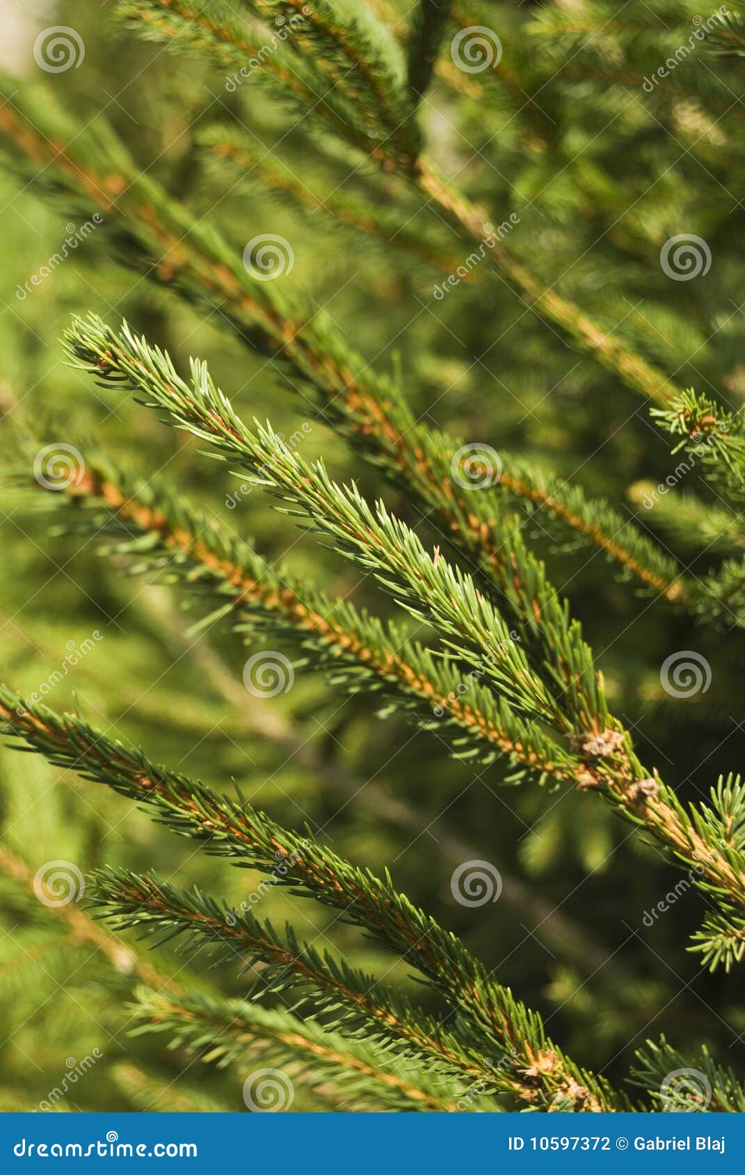 Close up of pine sprig stock photo. Image of fresh, detail - 10597372