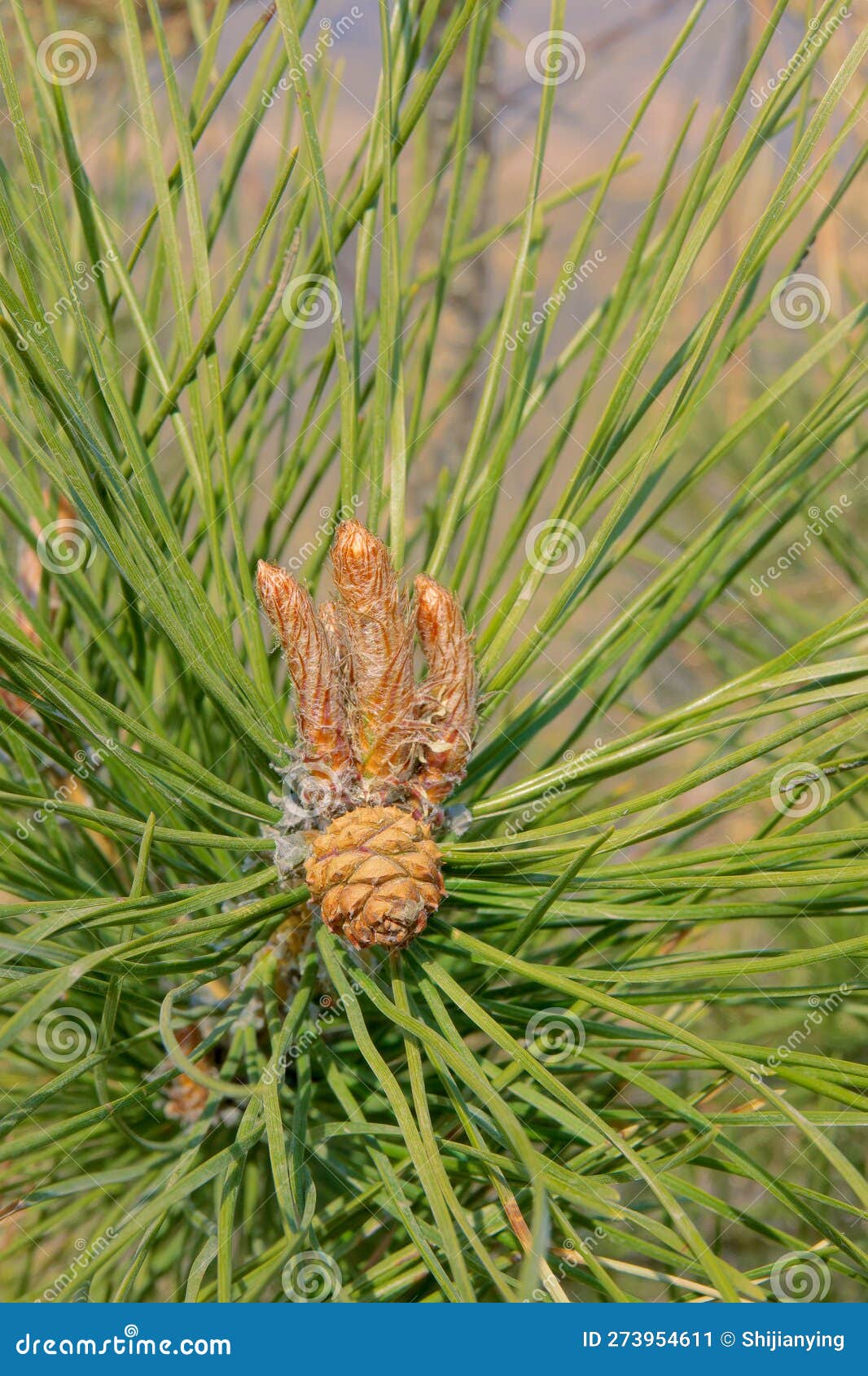 Pine sprout stock image. Image of leaf, needle, plant - 273954611