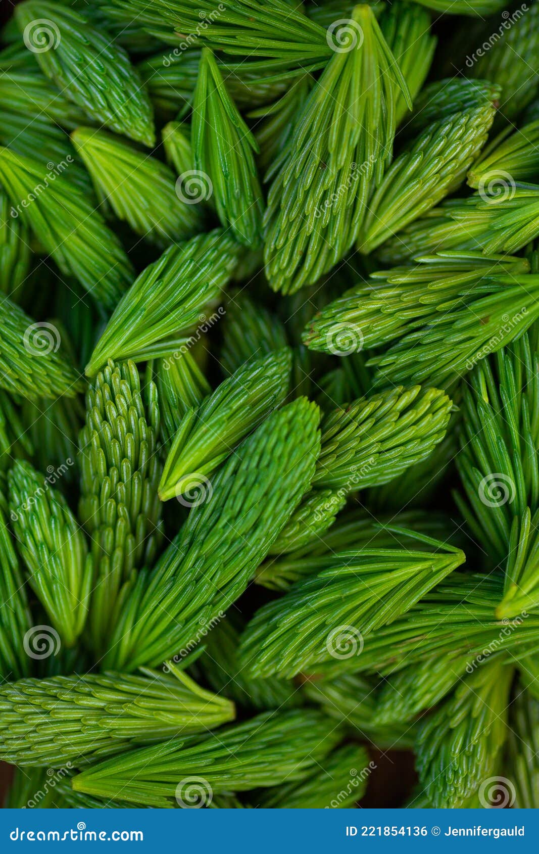 Close Up of Pine Tips Texture Stock Photo - Image of bloom, germinating ...