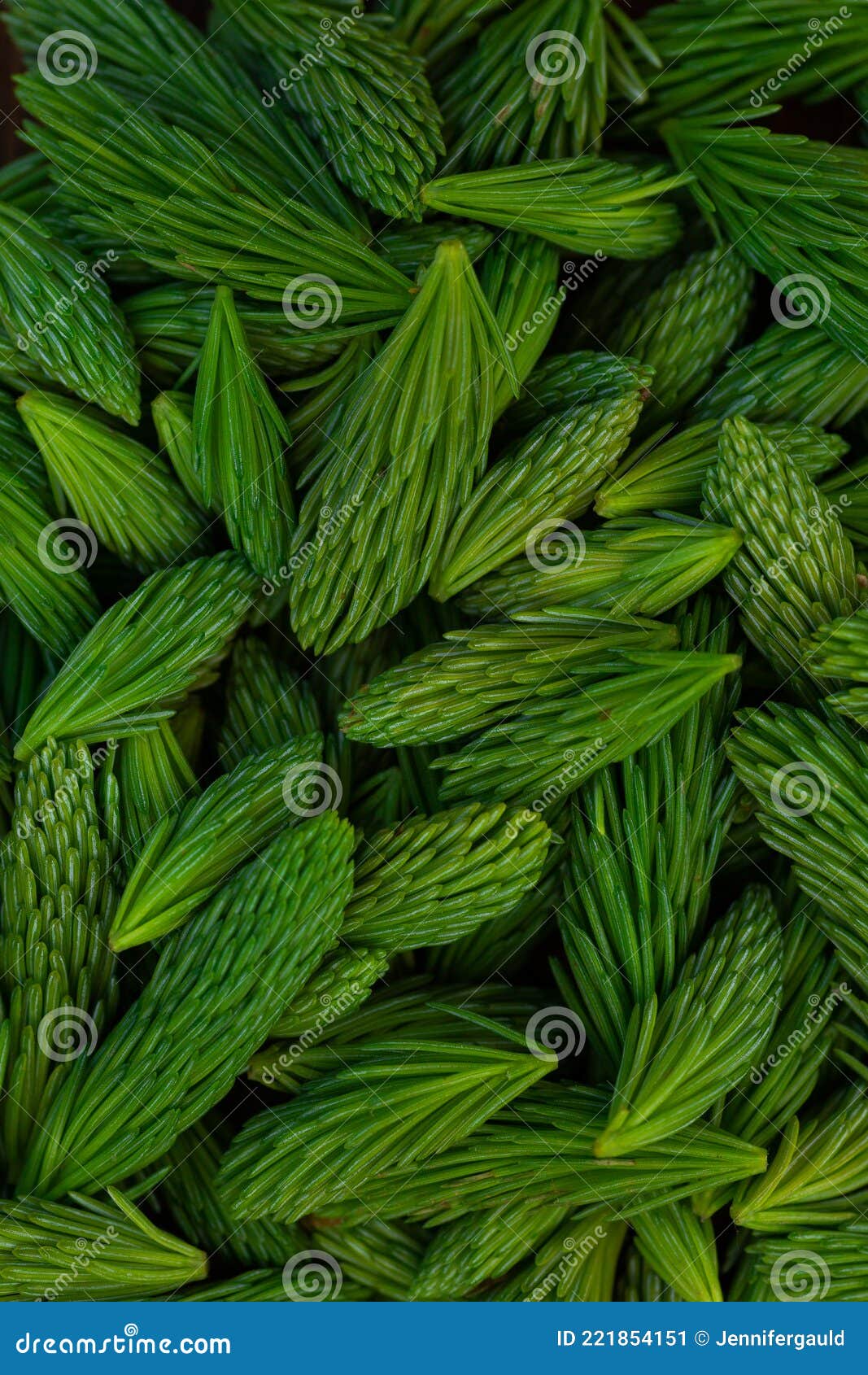 Close Up of Pine Tips Texture Stock Image - Image of spring, branch ...