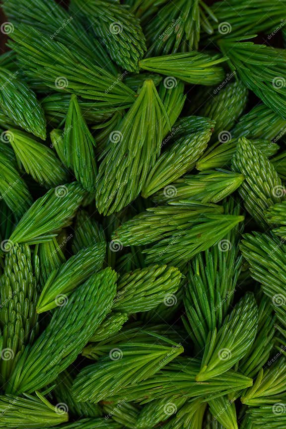 Close Up of Pine Tips Texture Stock Image - Image of spring, branch ...