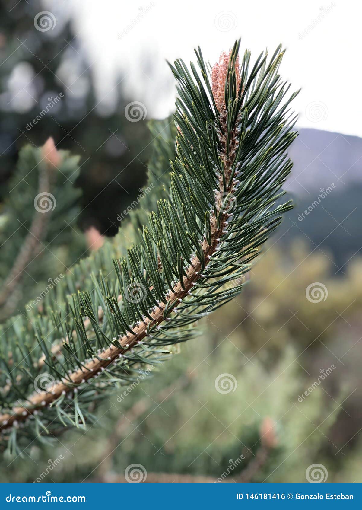 Close-up of a Pine Tree Branch Stock Photo - Image of botanical ...