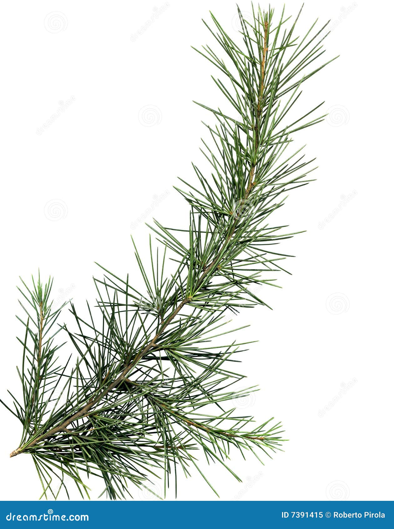 Close Up of Pine Tree Branch Stock Image - Image of leaves, isolated ...