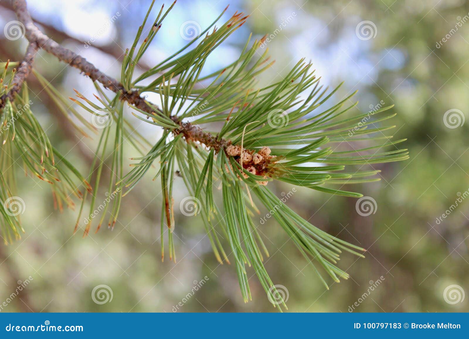 Close Up of a Pine Tree Branch Stock Image - Image of texture, tree ...