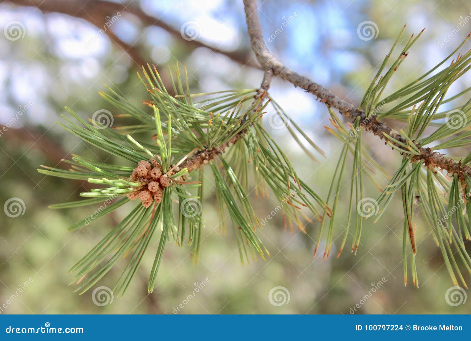 Close Up of a Pine Tree Branch Stock Photo - Image of closeup, plant ...