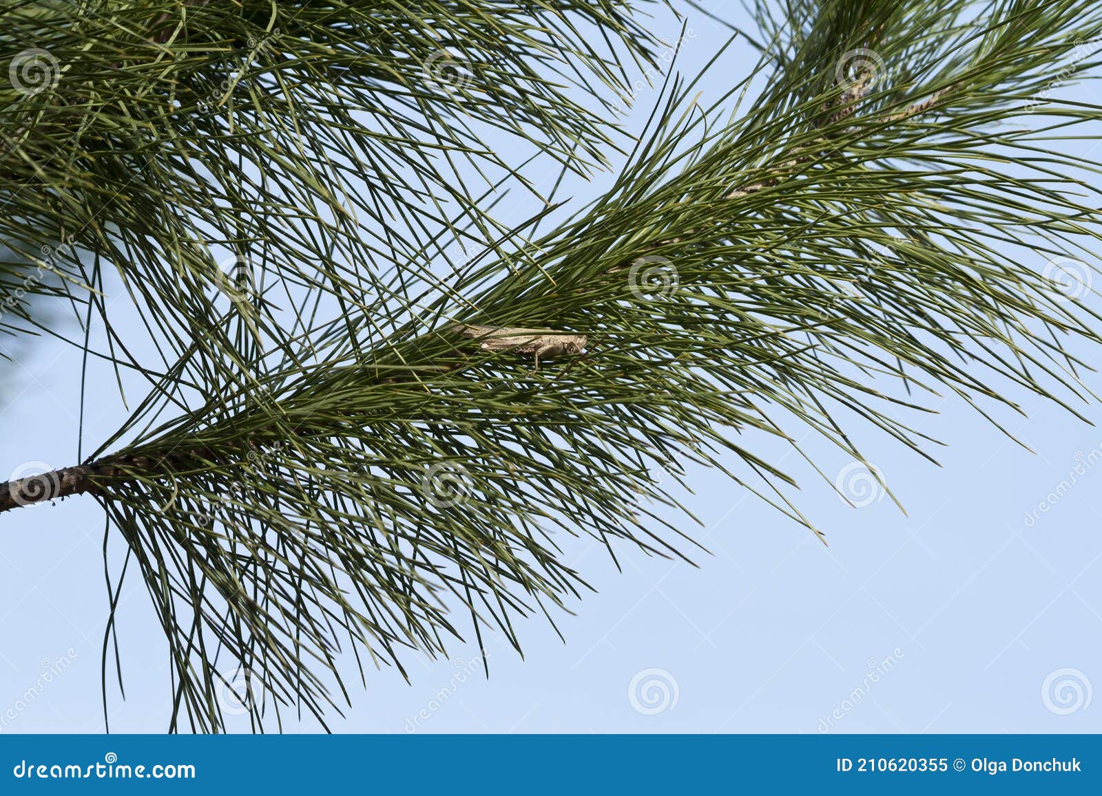 Pine Tree Branch with Grasshopper Stock Image - Image of close, green ...