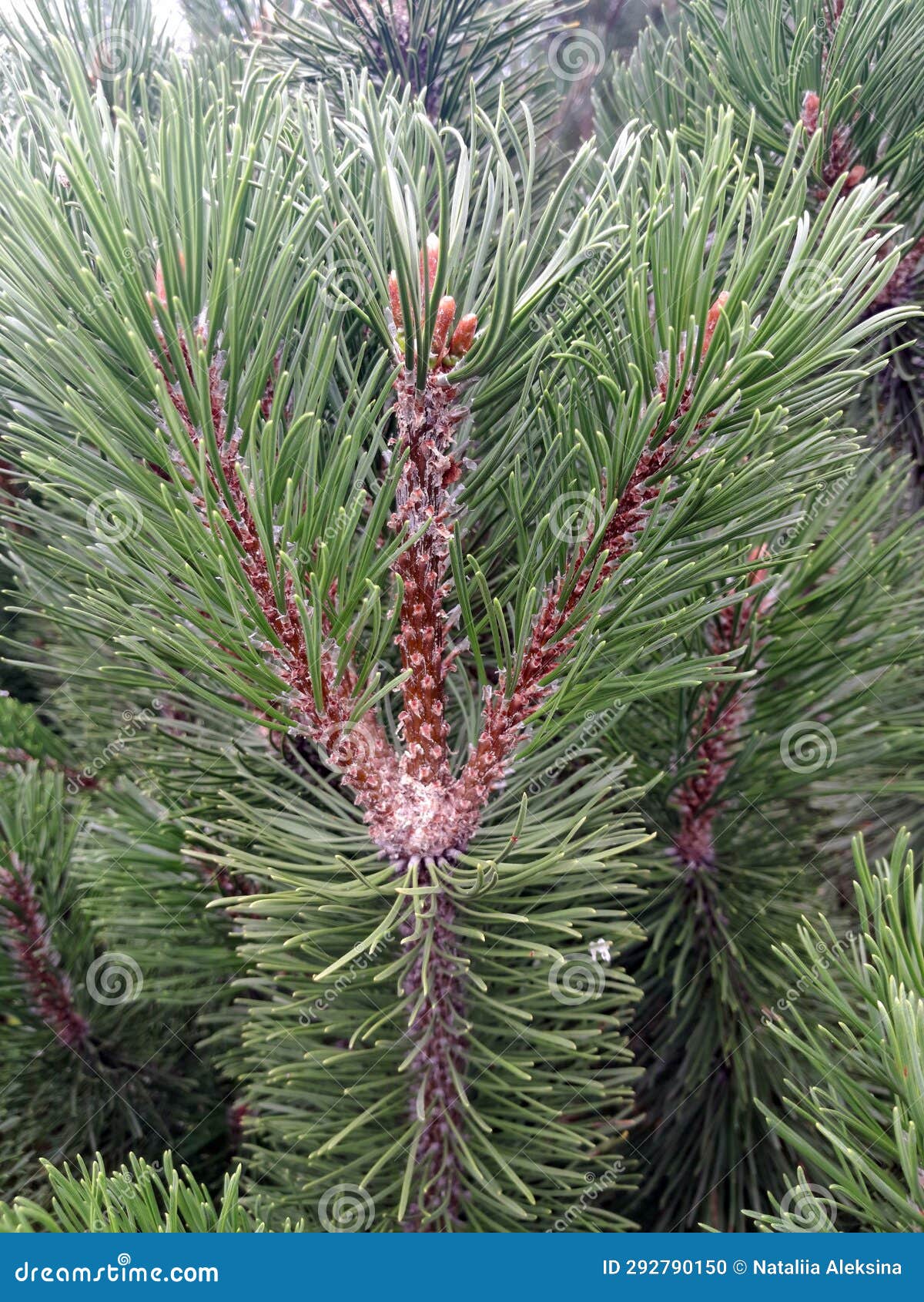 Close Up of Pine Tree Branch Stock Photo - Image of plant, view: 292790150