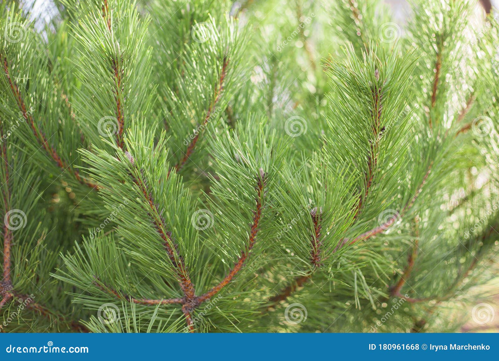 Close Up of Pine Tree Branches. Stock Photo - Image of firtree ...
