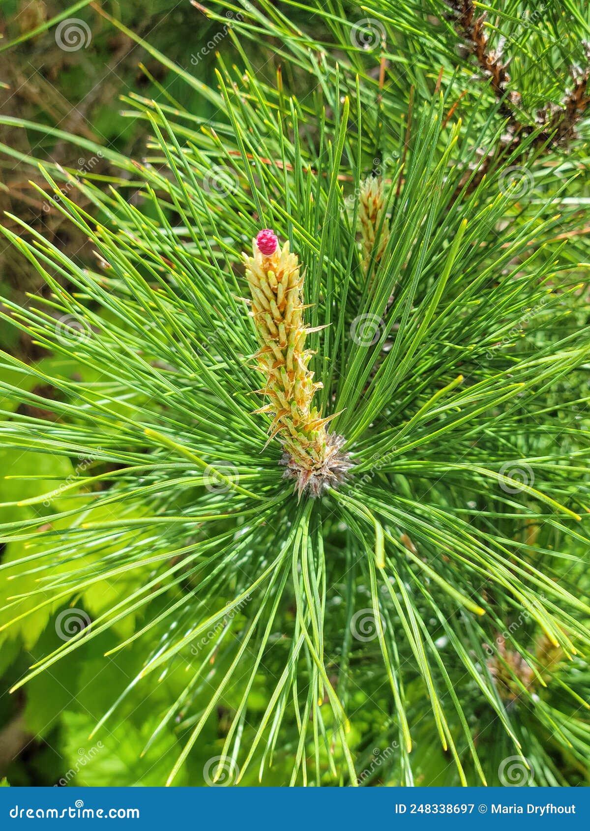 Close Up of a Pine Tree Bud Stock Image - Image of background, macro ...