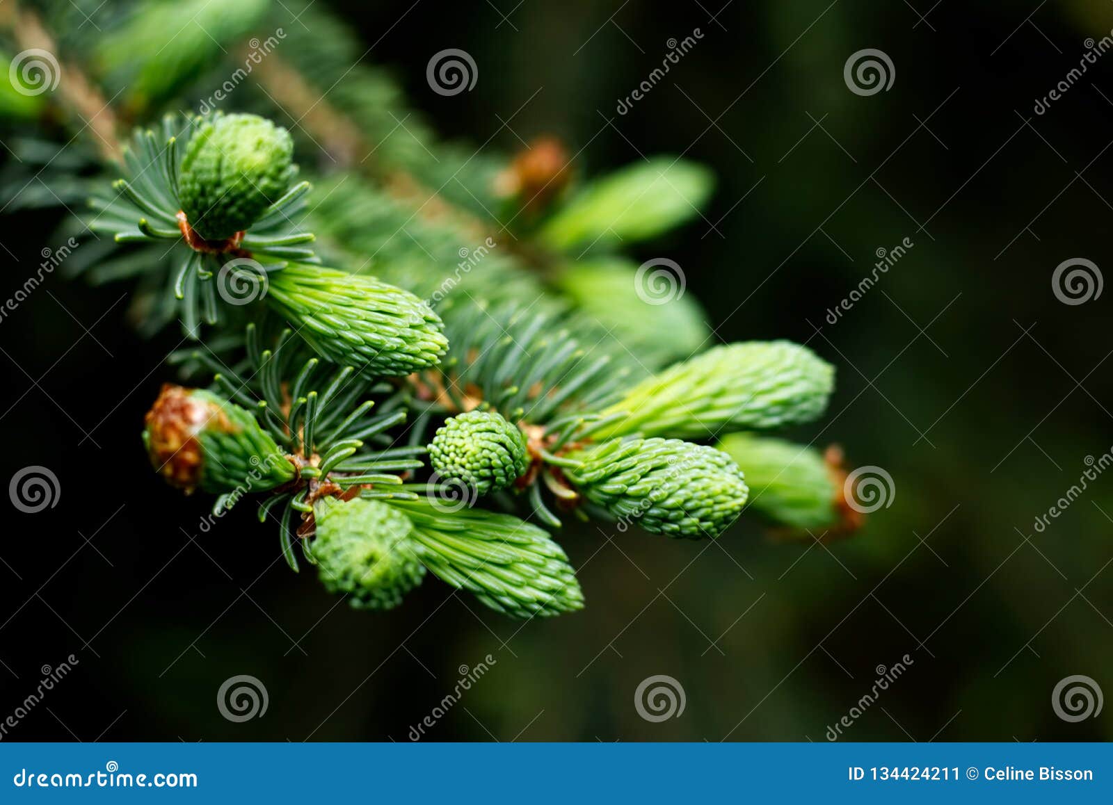 Close-up of pine tree buds stock image. Image of twig - 134424211