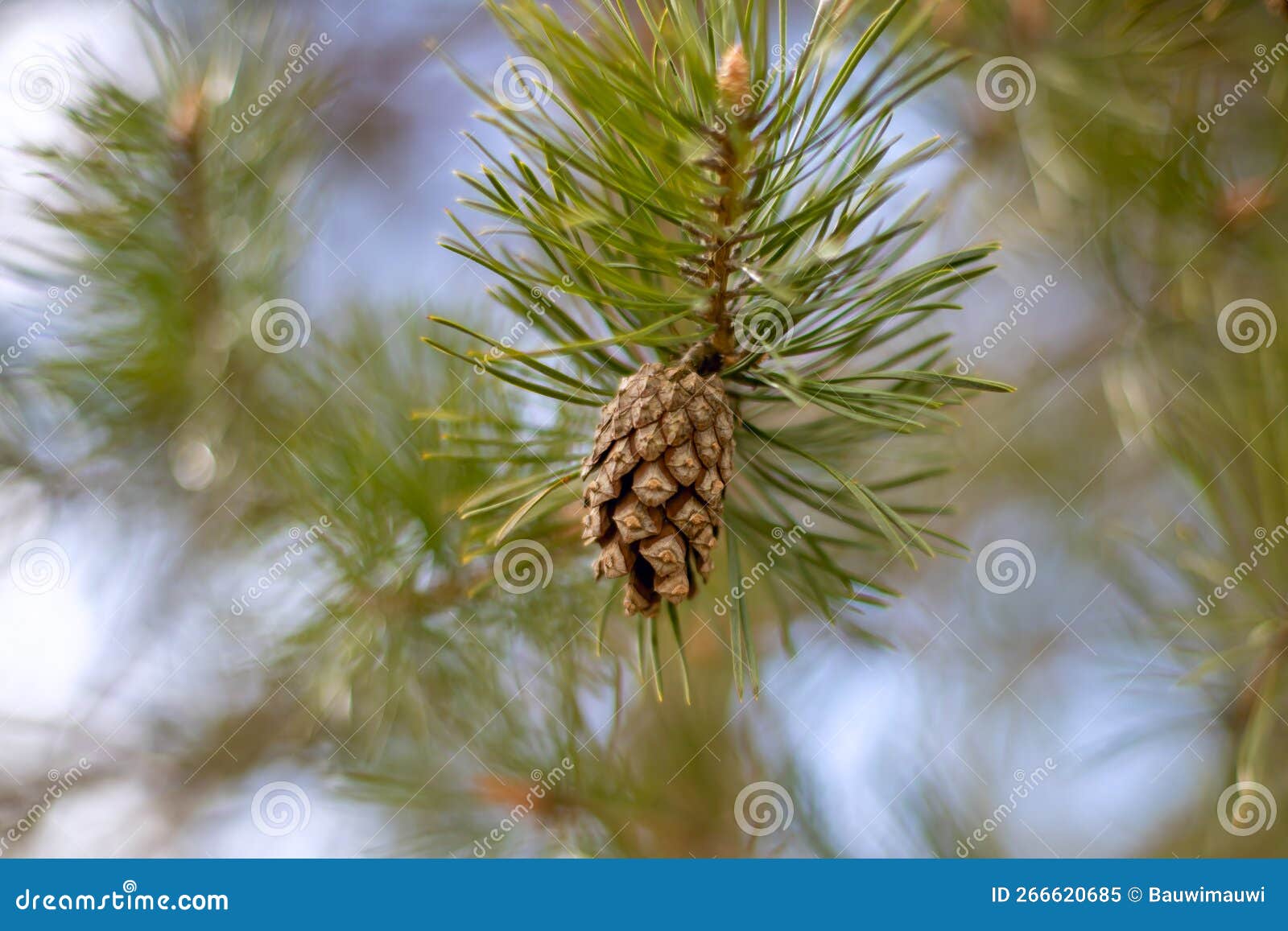 Close Up of a Pine Tree Cone Stock Image - Image of season, black: 266620685
