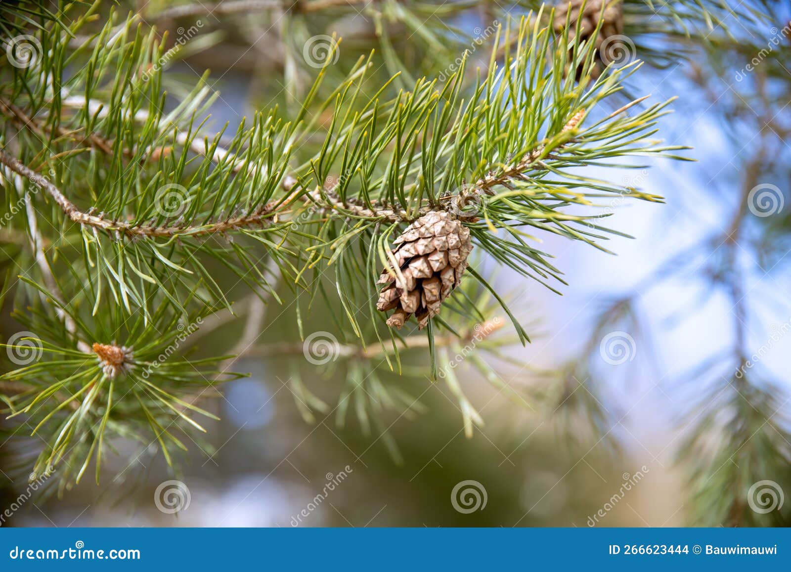Close Up of Pine Tree Cone and Branch Stock Photo - Image of holiday ...