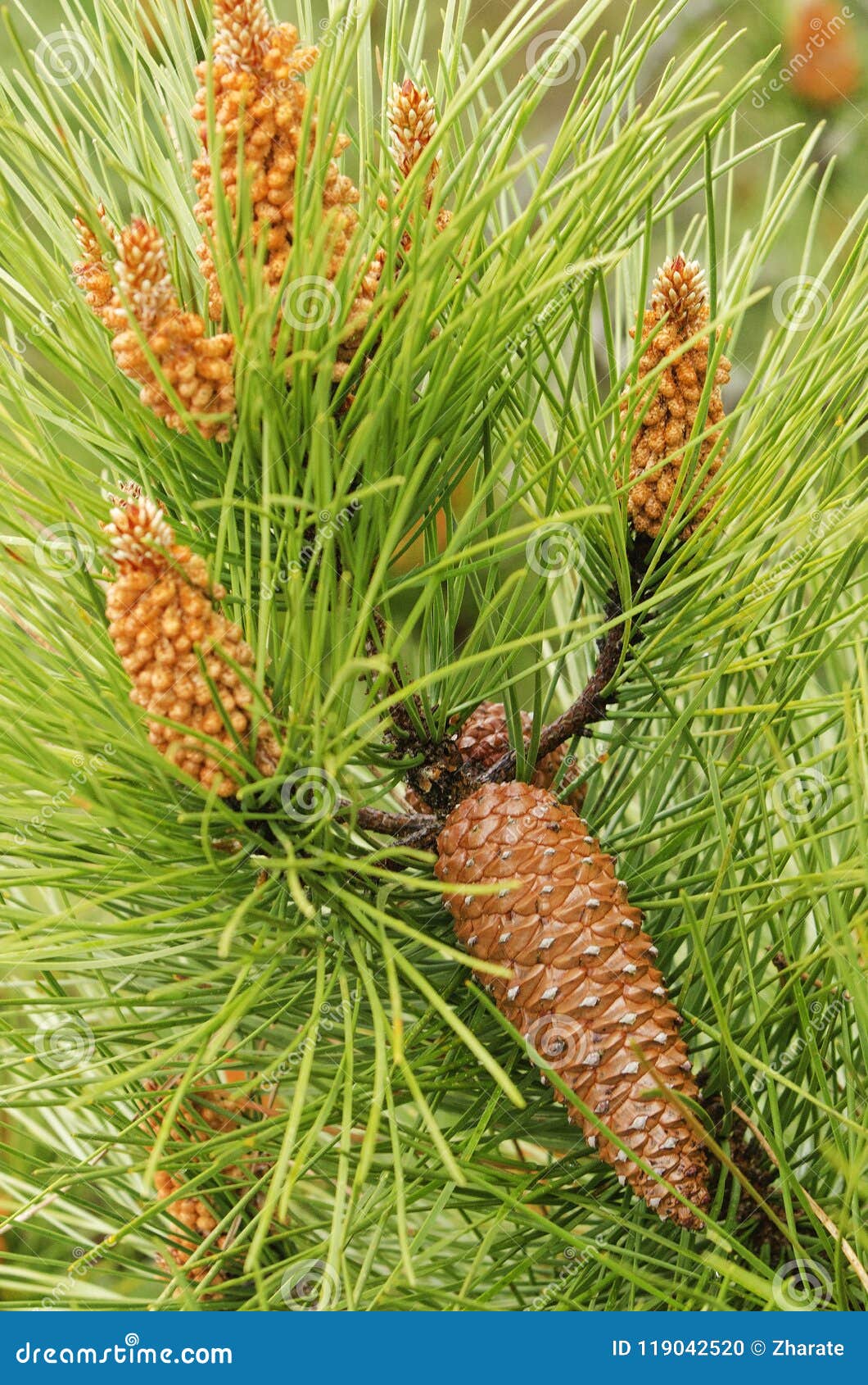 Pine tree flower in bloom stock photo. Image of leaf - 119042520