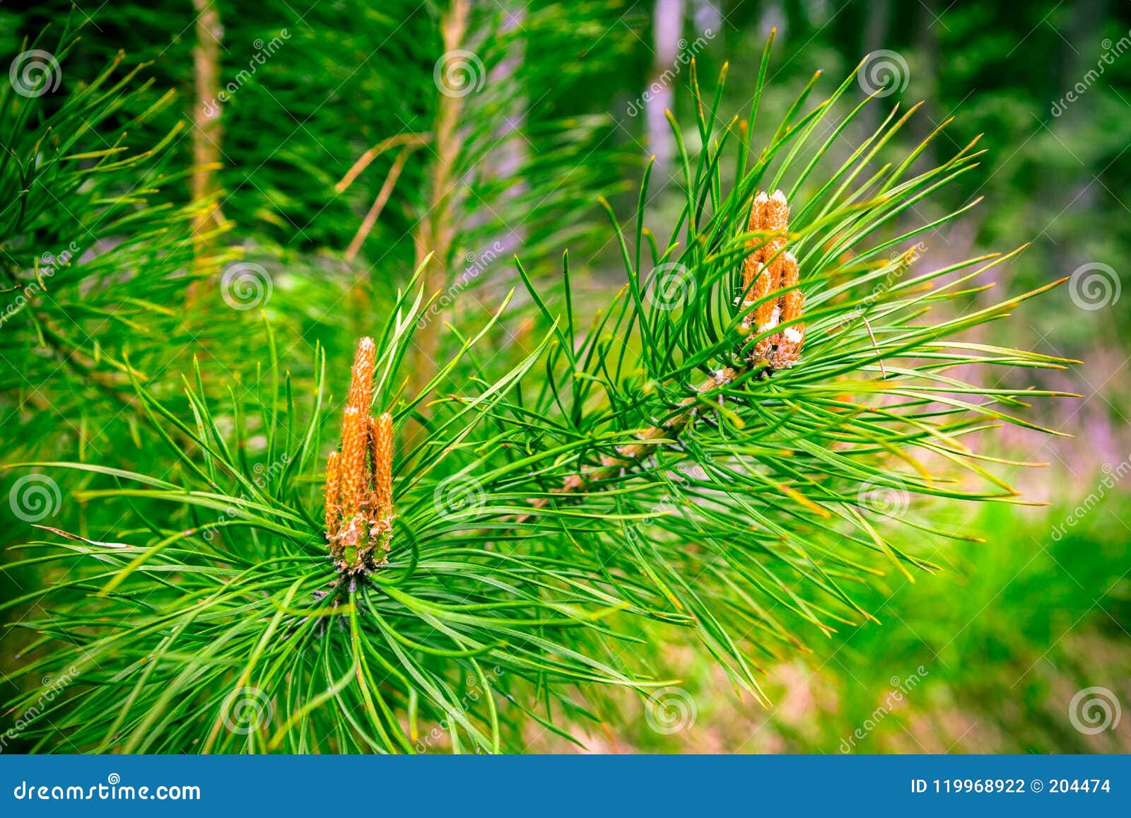 Close Up Pine Tree with Needles and Small Pinecanes Stock Photo - Image ...