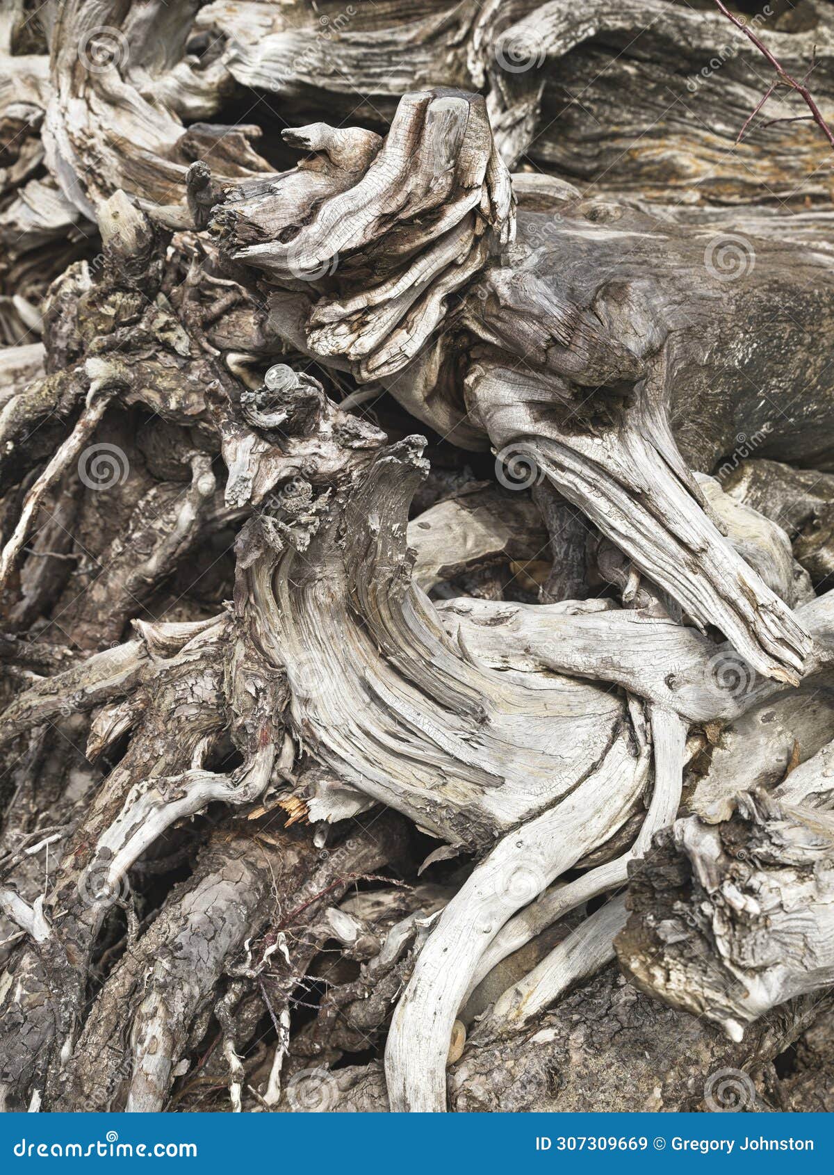 Close Up of Pine Tree Roots from Fallen Tree Stock Image - Image of ...