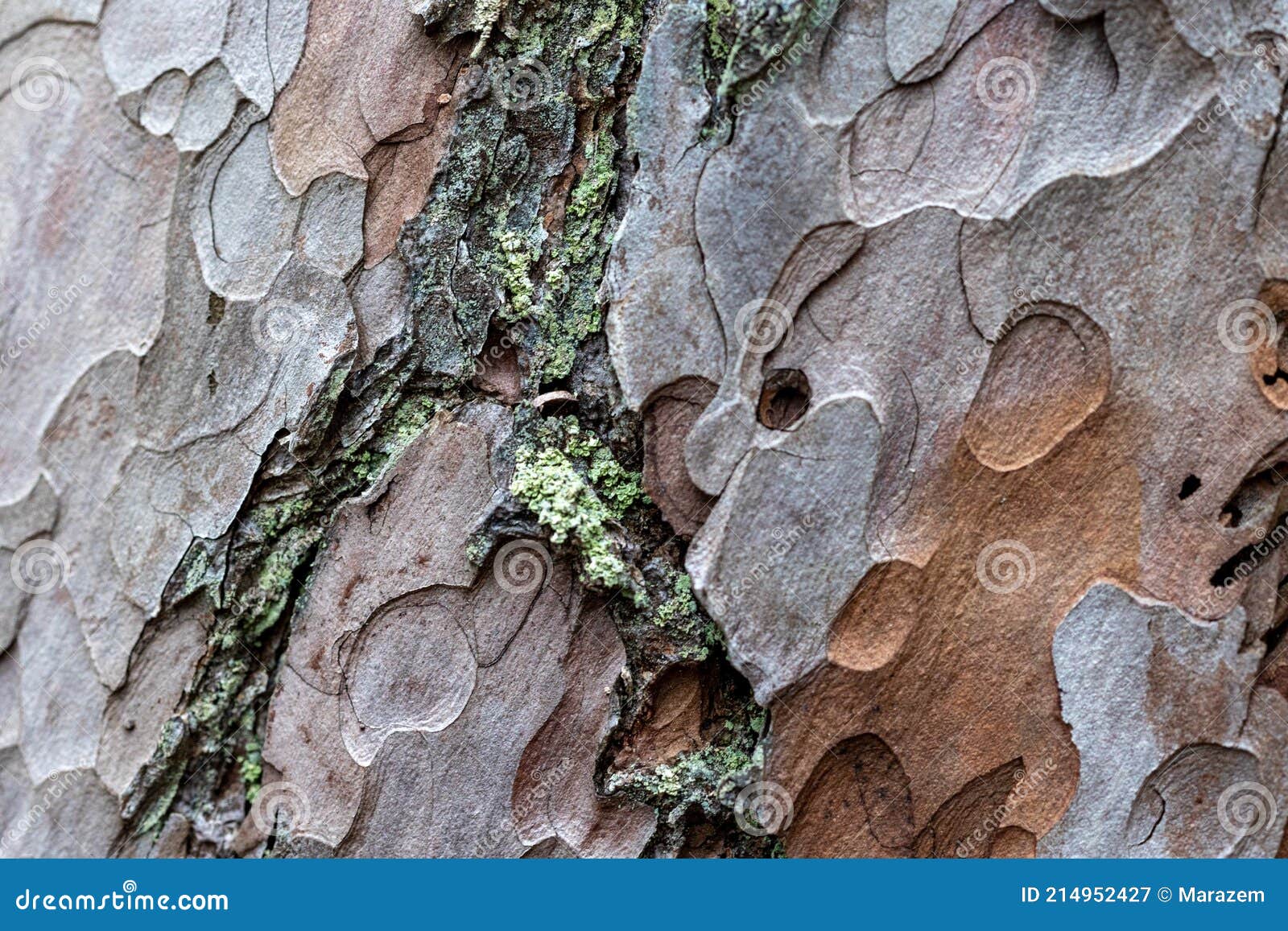 Pine skin macro stock image. Image of rugged, plant - 214952427
