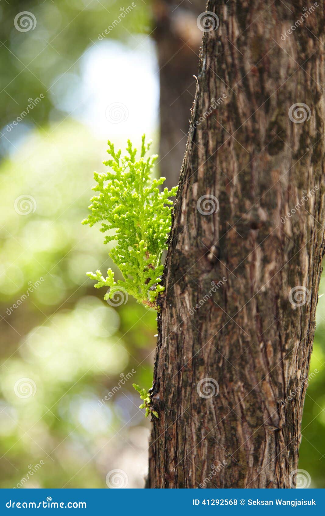 Close up pine tree stock photo. Image of plant, flora - 41292568