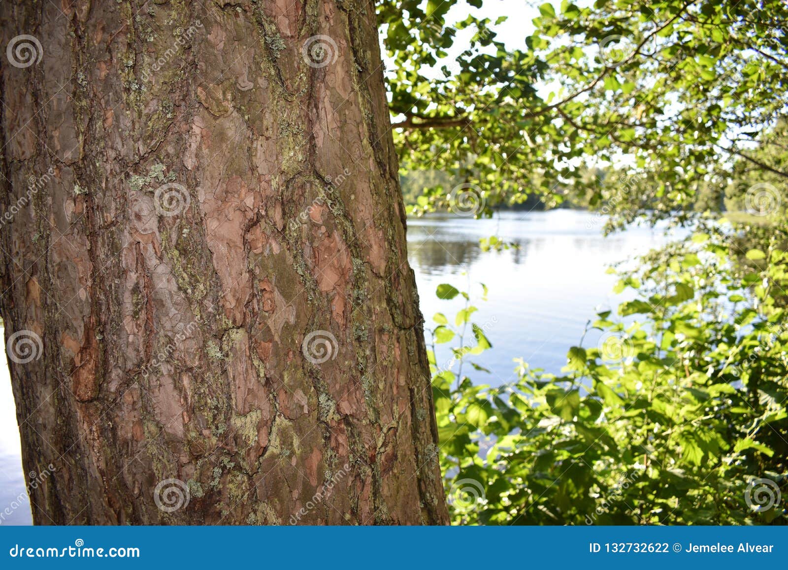 Close-up of a Pine Tree Trunk Stock Photo - Image of background, summer ...