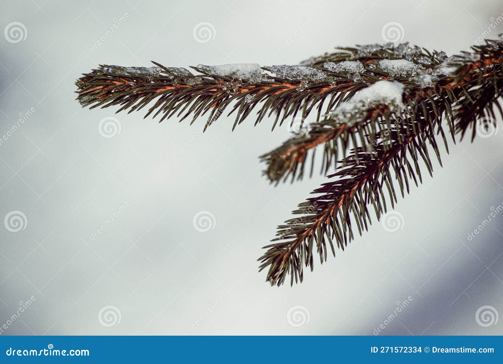Close Up of Pine Tree during Winter Stock Photo - Image of tints ...