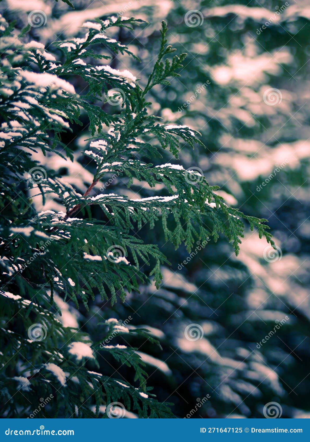 Close Up of Pine Tree during Winter Stock Image - Image of frost, plant ...