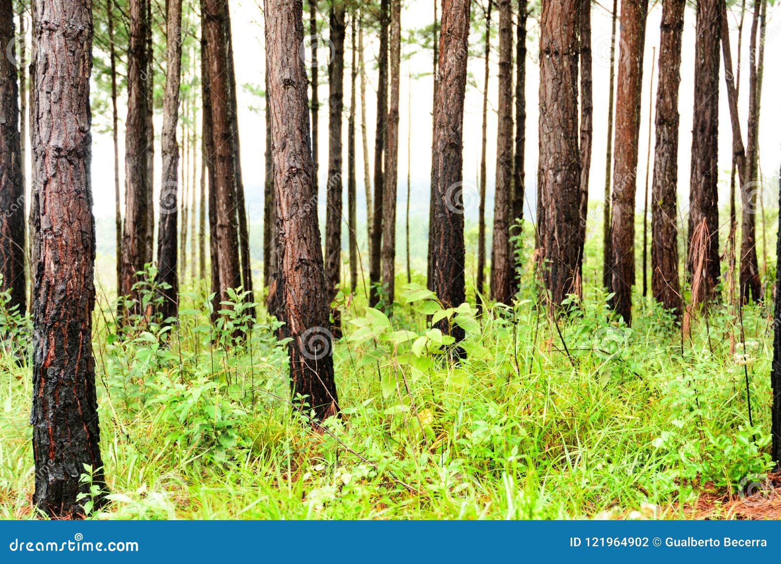 Close Up of Pine Trees in a Forest Stock Photo - Image of mountain ...