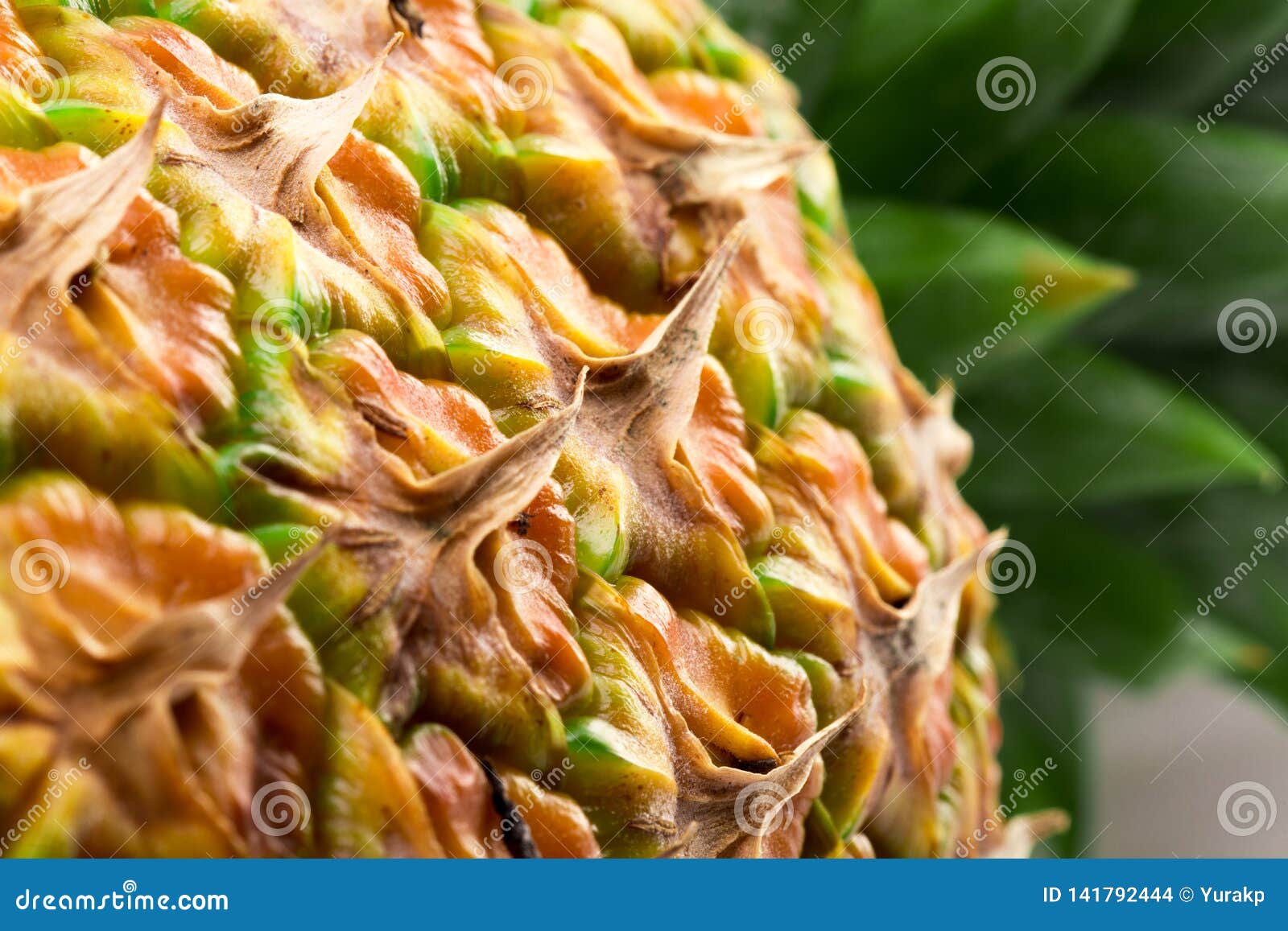 Close up of pineapple stock photo. Image of gourmet - 141792444